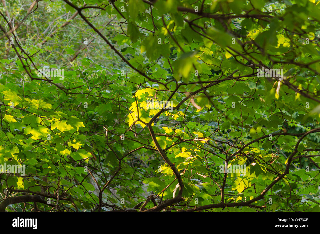 Heavy green foliage on trees with, lit by the sun. Nature background ...