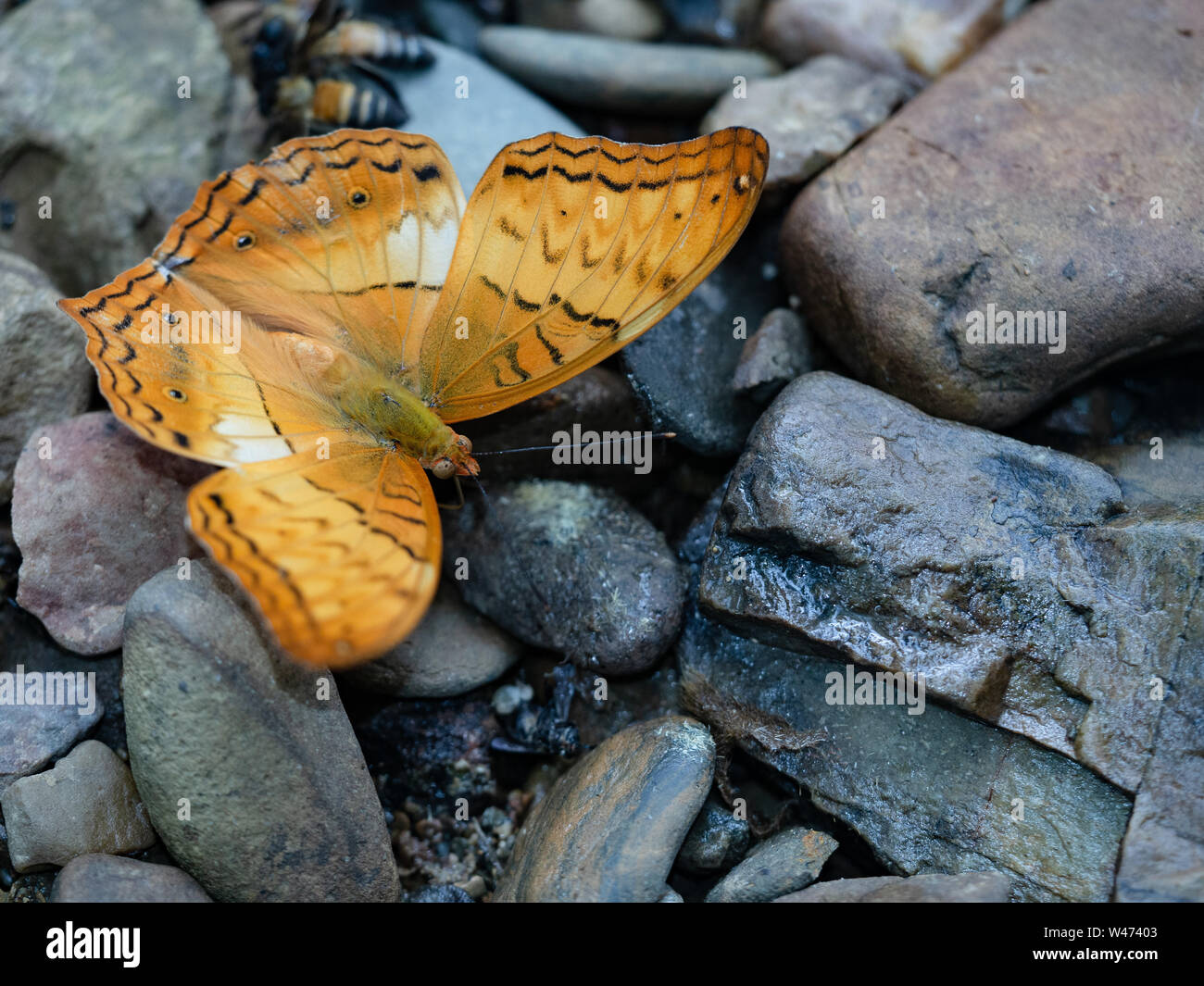Butterflies in nature, Beautiful butterfly of nature, Biodiversity of ...
