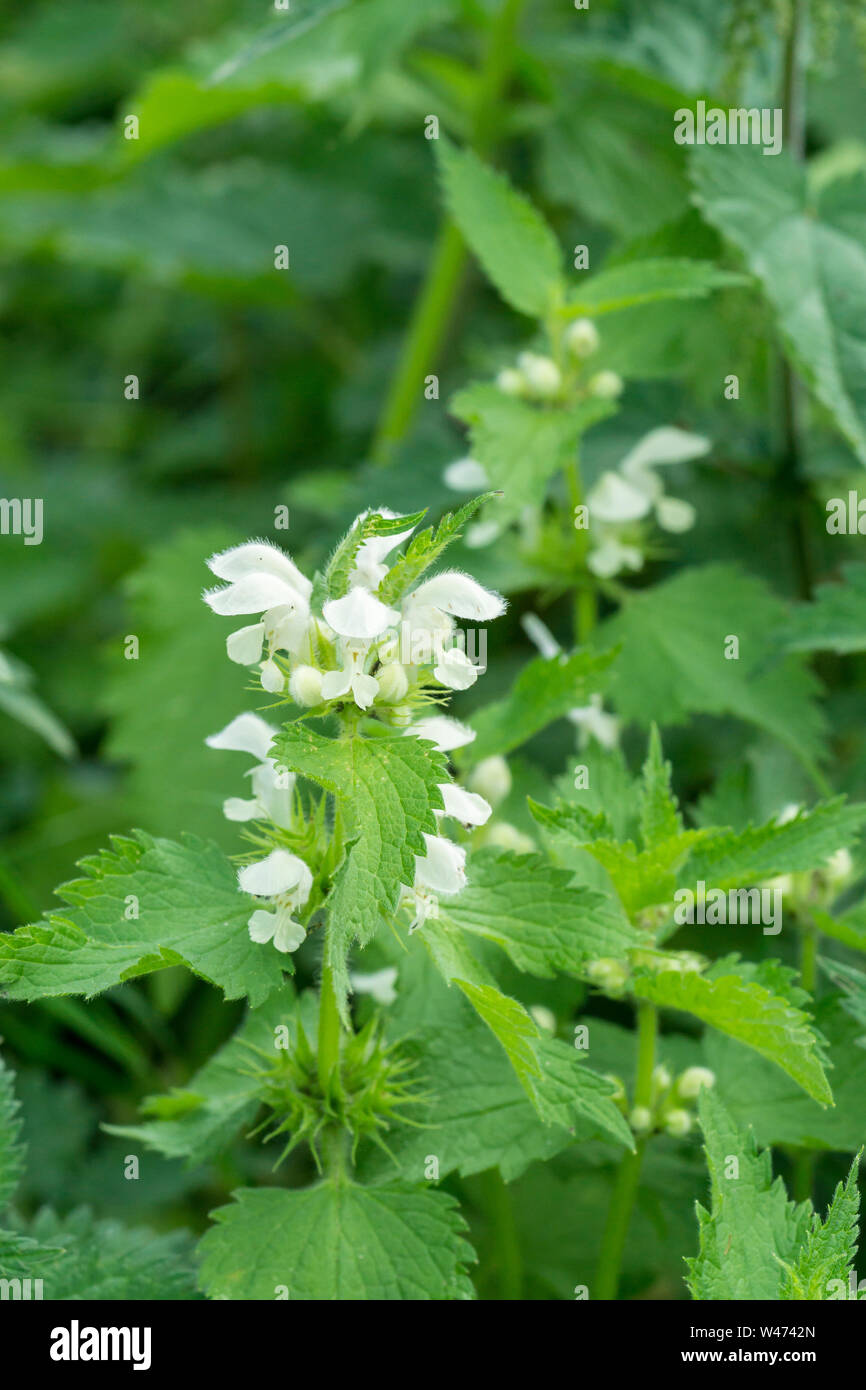 Nettle family hi-res stock photography and images - Alamy