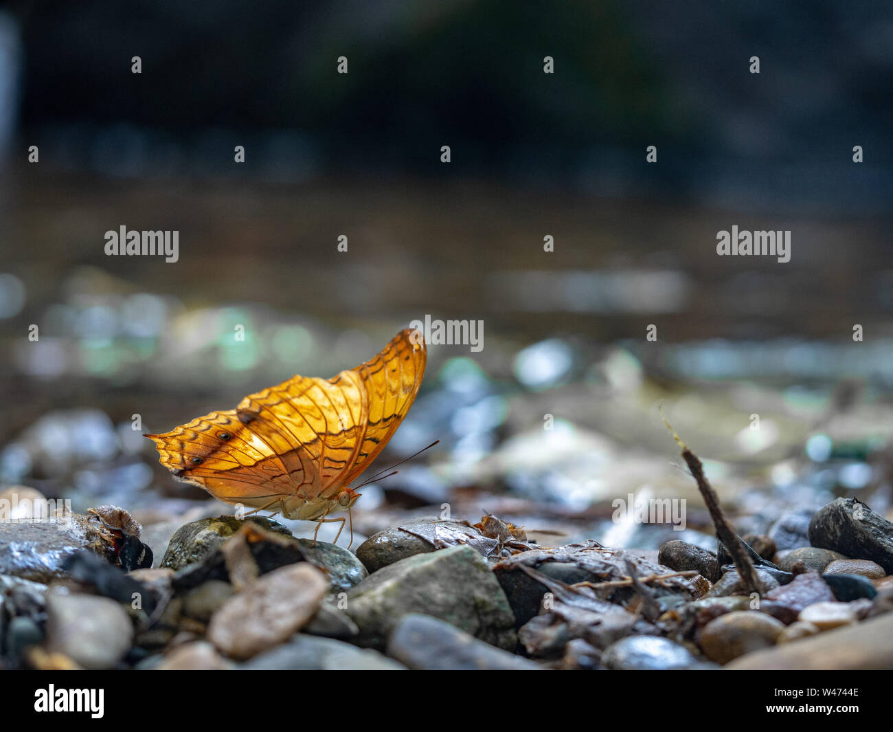 Butterflies in nature, Beautiful butterfly of nature, Biodiversity of ...