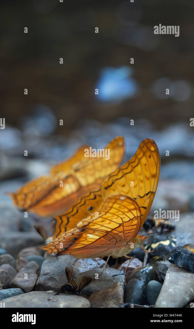 Butterflies in nature, Beautiful butterfly of nature, Biodiversity of ...