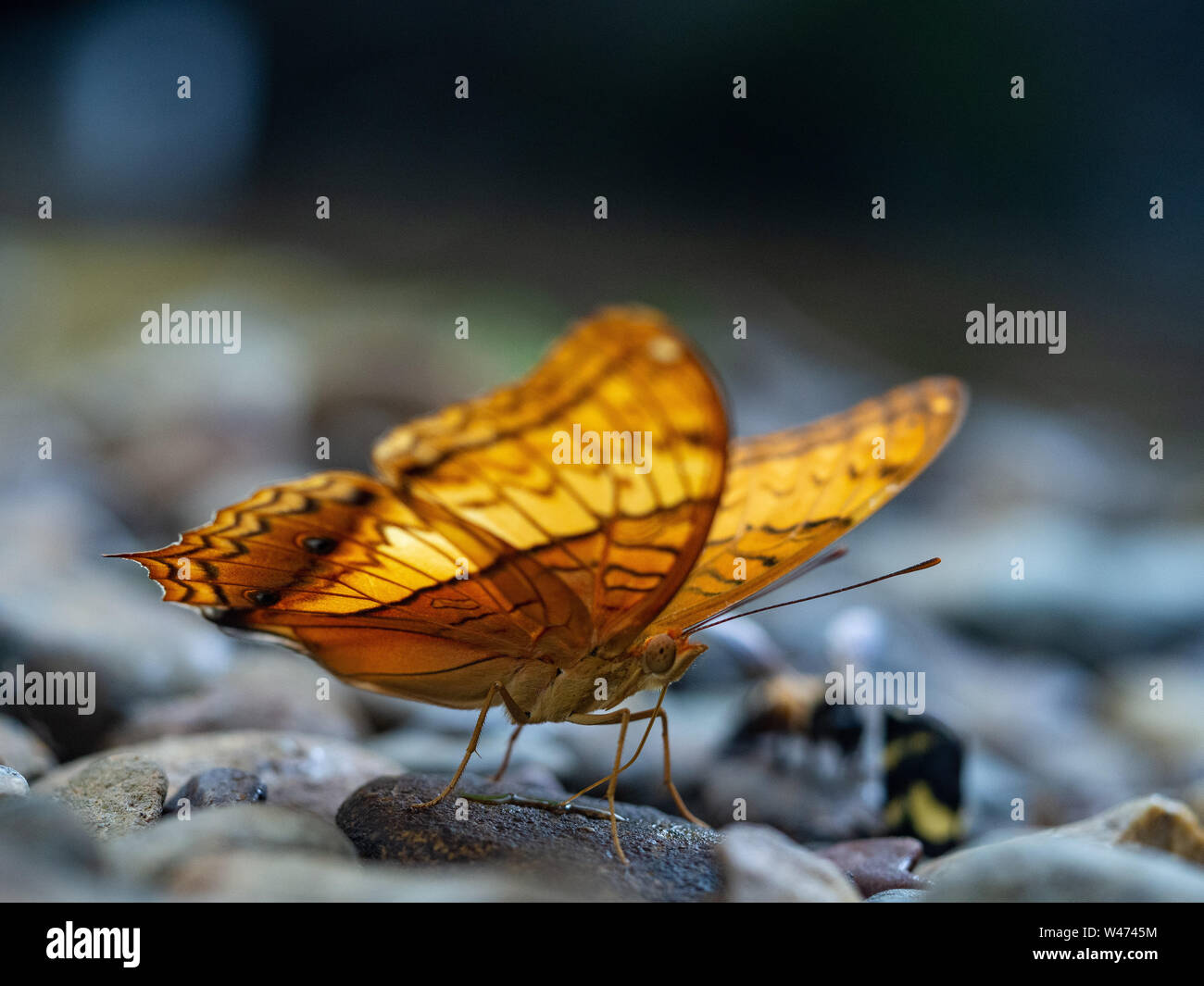 Butterflies in nature, Beautiful butterfly of nature, Biodiversity of ...