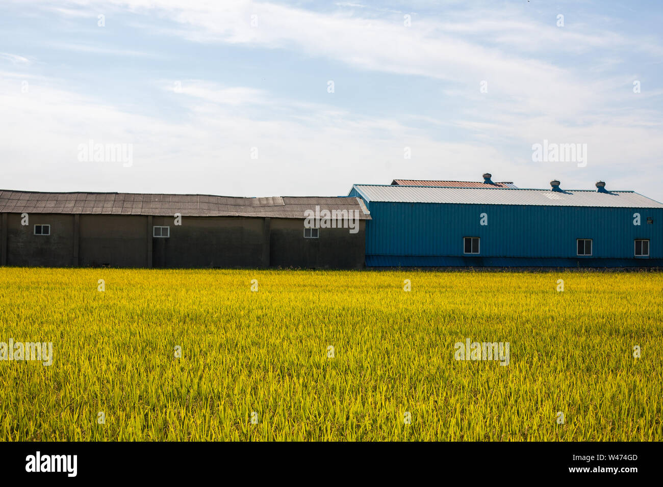 golden rice paddies and colorful warehouses Stock Photo - Alamy