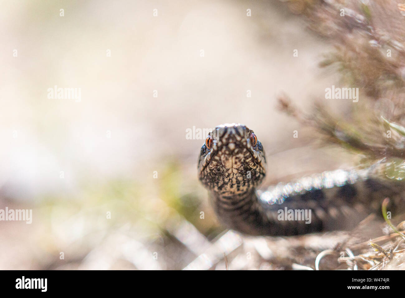 Poison adder hi-res stock photography and images - Alamy