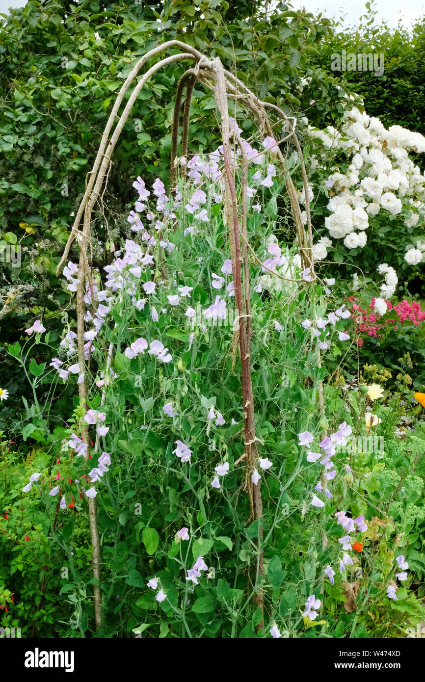 Garden pea plants trellis hi-res stock photography and images - Alamy