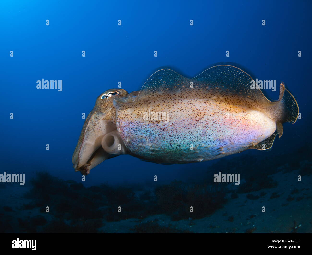 A small cuttlefish floats in the water Stock Photo - Alamy