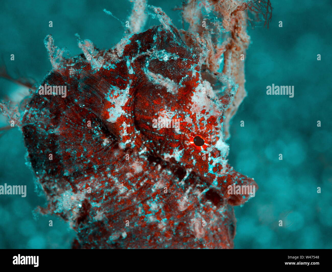 Short snouted seahorse hi-res stock photography and images - Alamy