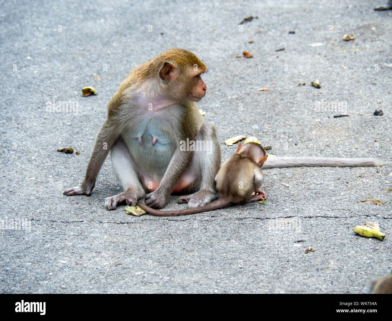 Monkey baby sitting road hi-res stock photography and images - Alamy