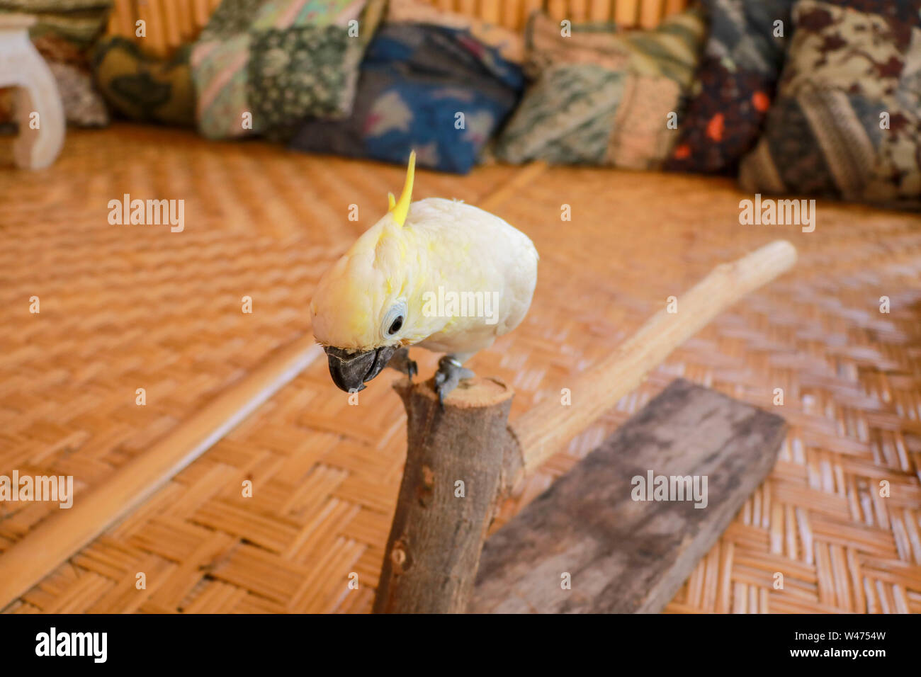 White talking parrot cockatoo with yellow tuft. Sulphur Crested ...