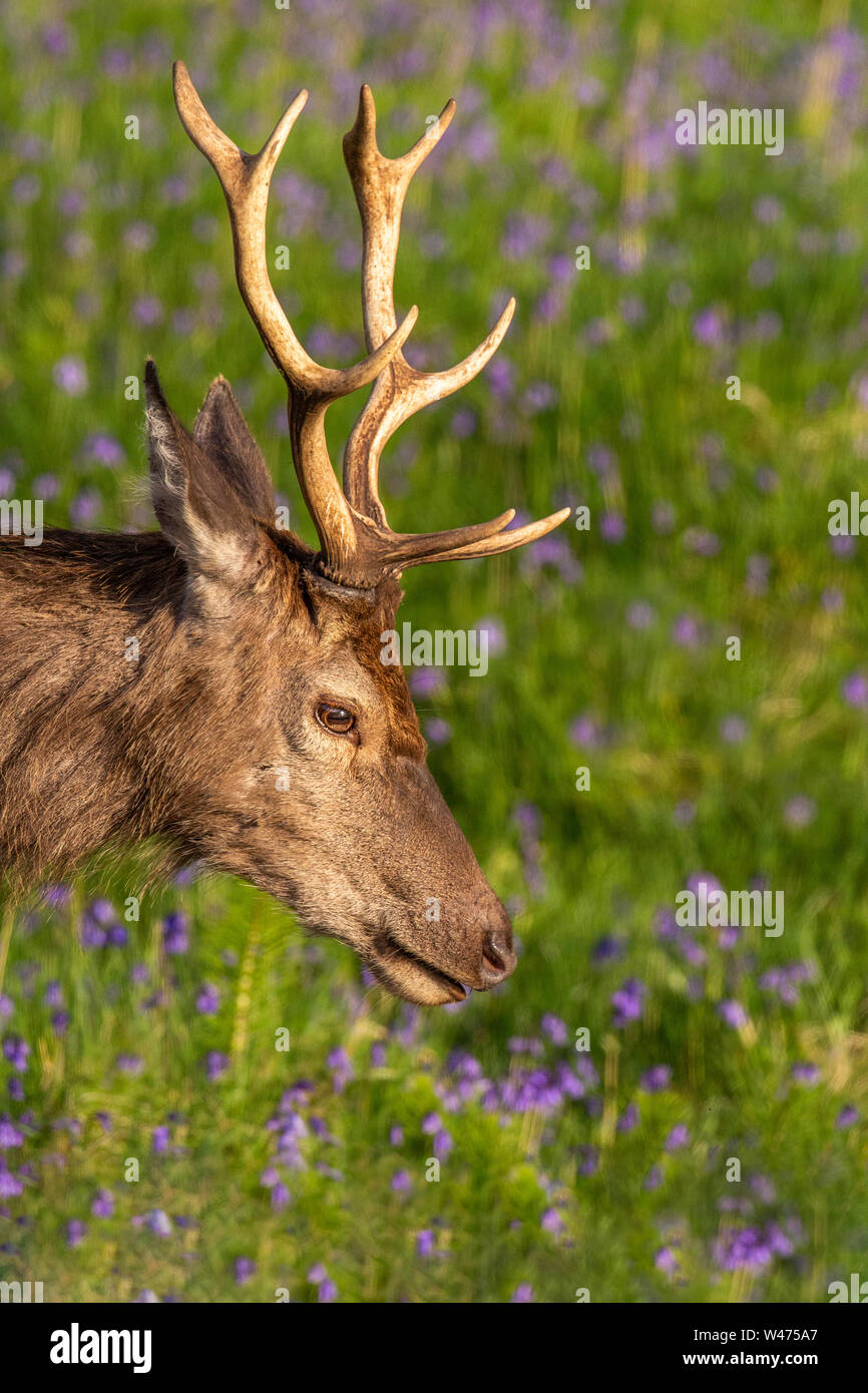 Red Deer, Applecross, Scotland, UK Stock Photo - Alamy