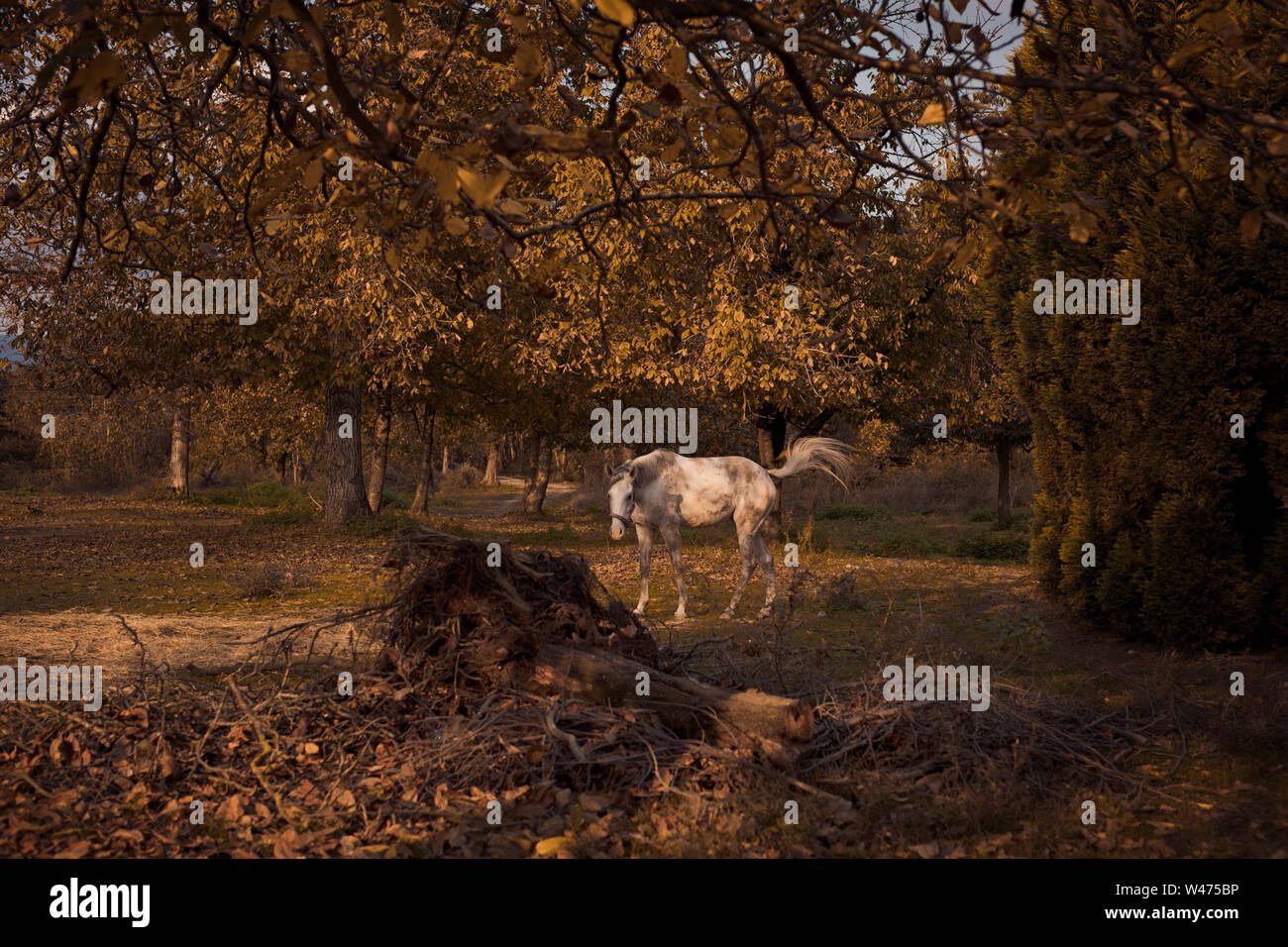 White horse under hi-res stock photography and images - Alamy