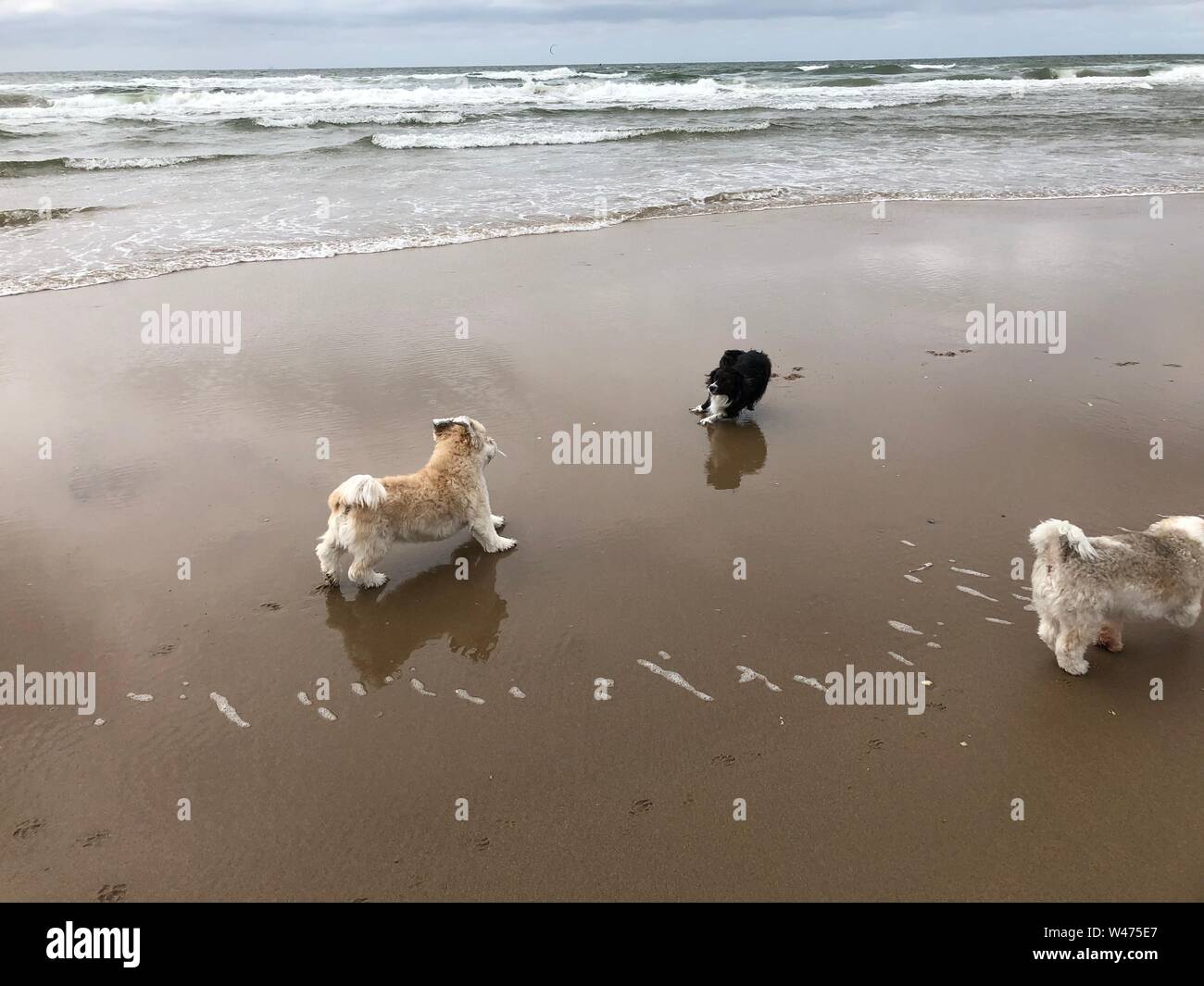 Three dogs playing on a beach in The Netherlands Stock Photo - Alamy