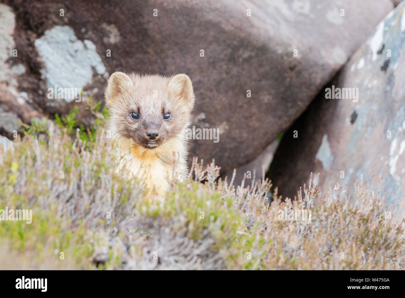 Pine Marten poking its head out between rocks and heather Stock Photo ...