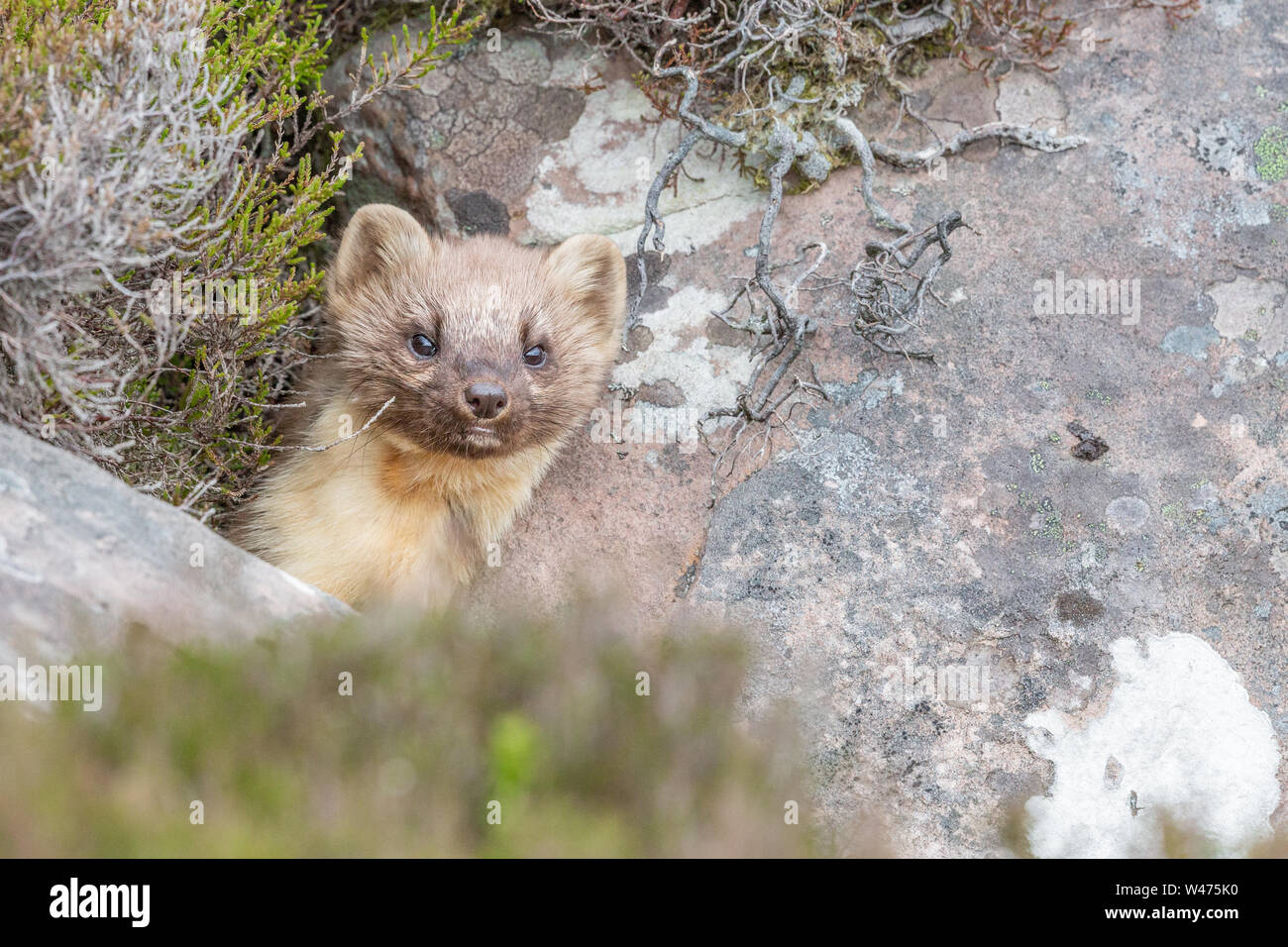 Pine Marten poking its head out between rocks and heather Stock Photo ...
