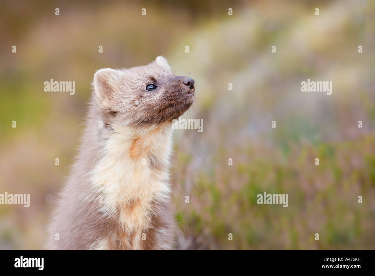 Portrait of pine marten hi-res stock photography and images - Alamy
