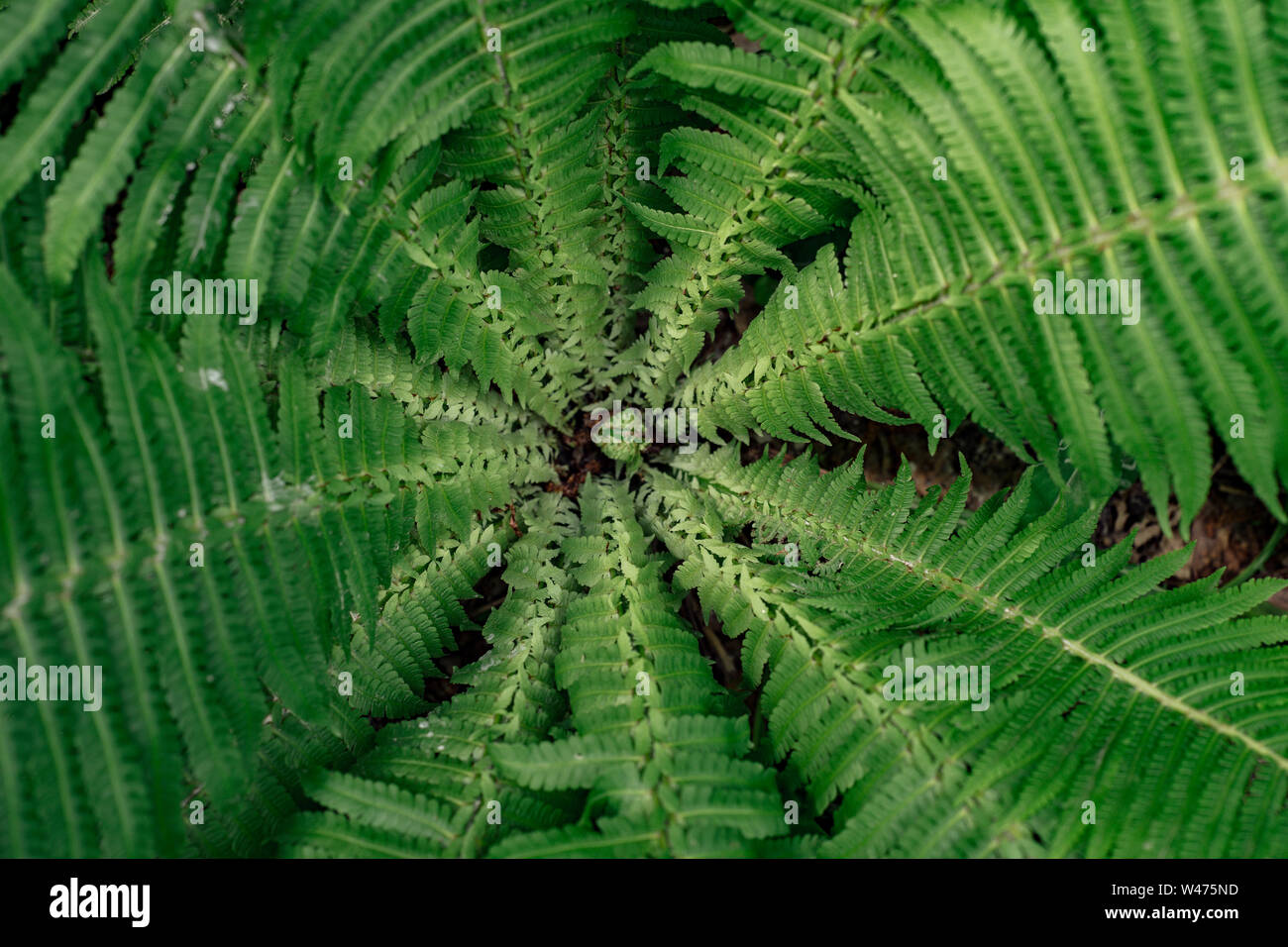 Fern top hi-res stock photography and images - Alamy