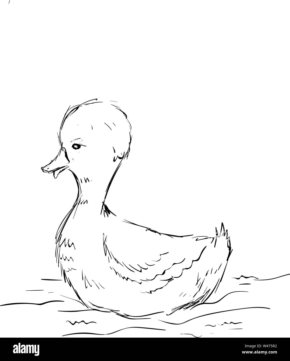 Duck drawing, illustration, vector on white background Stock Vector ...