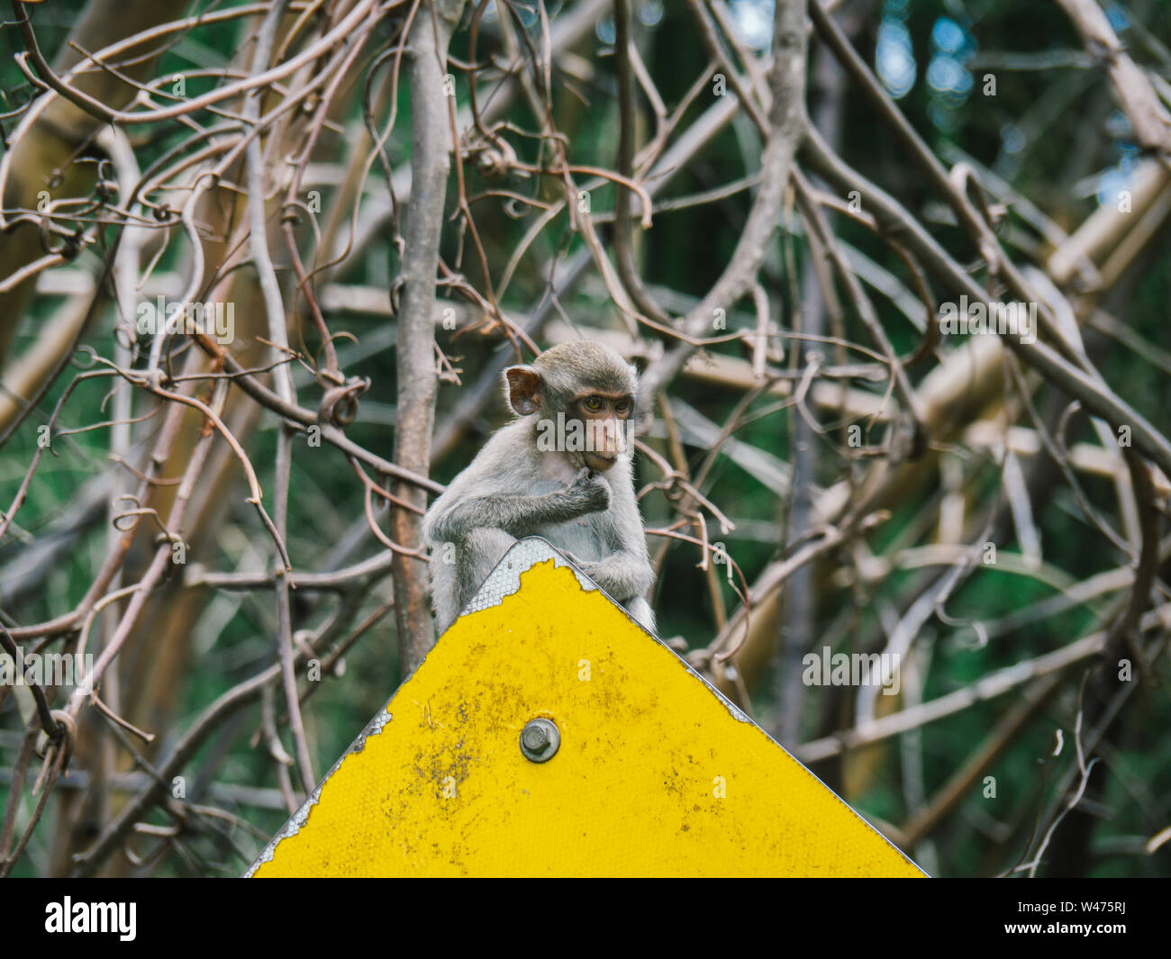 Monkey is on the traffic sign Stock Photo - Alamy
