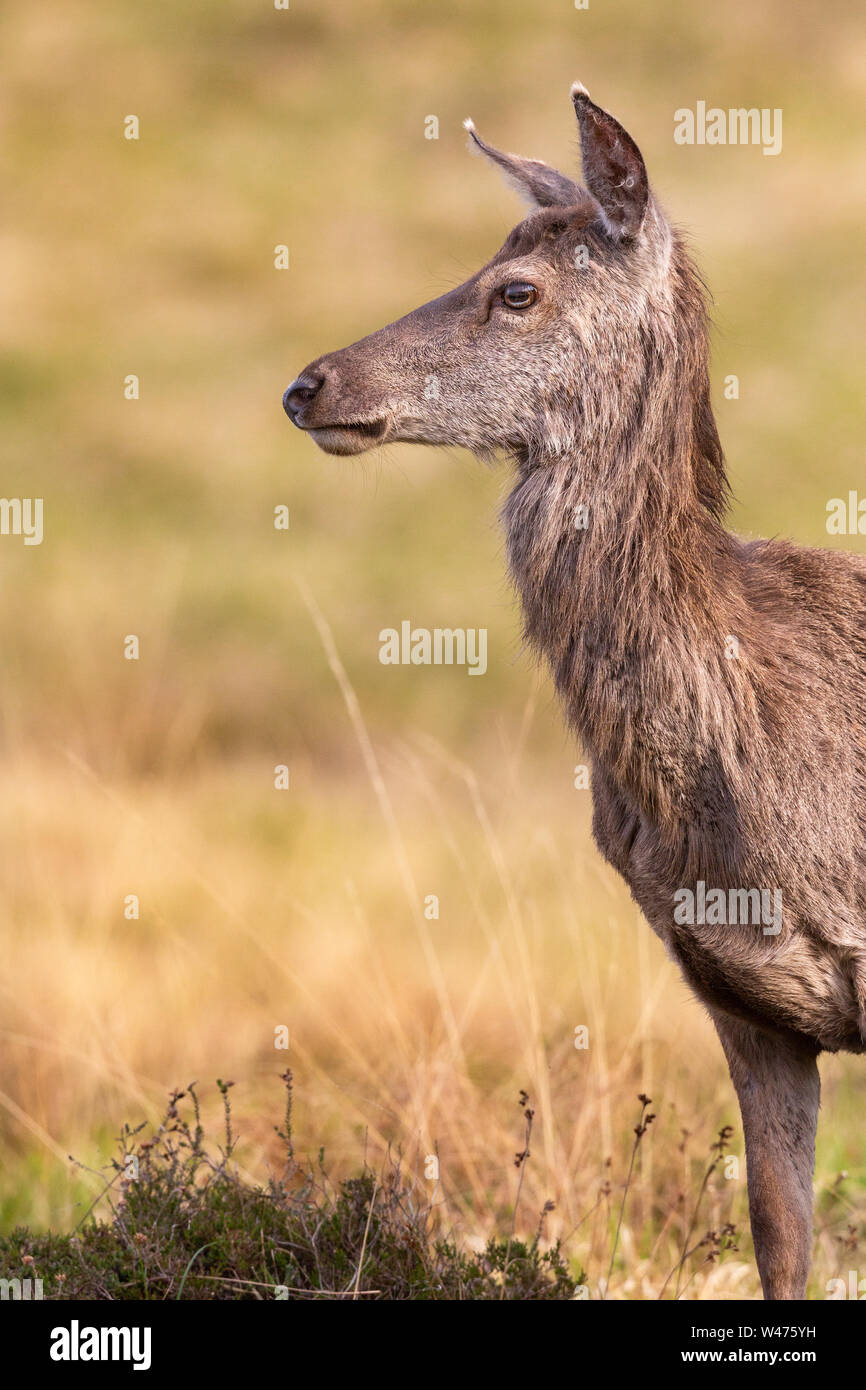 Red Deer, Applecross, Scotland, UK Stock Photo - Alamy