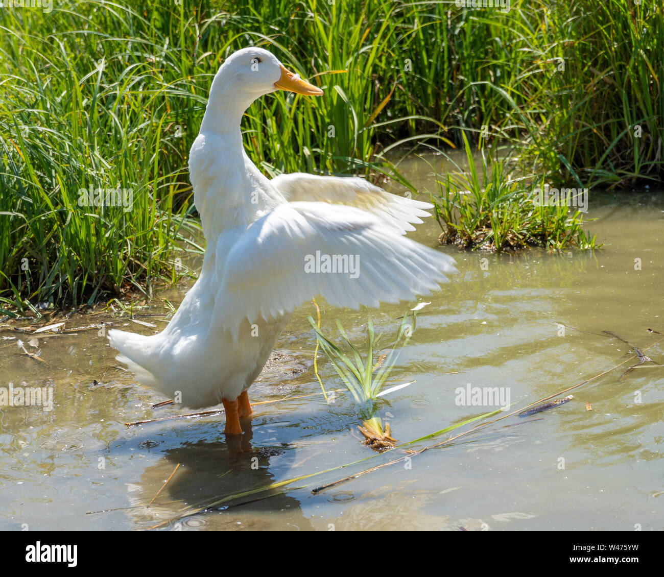 Large Heavy American Pekin, Peking, Aylesbury, Broiler Ducks Close Up ...