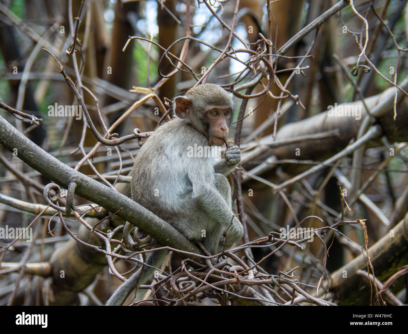 Monkeys sits on the tree Stock Photo - Alamy