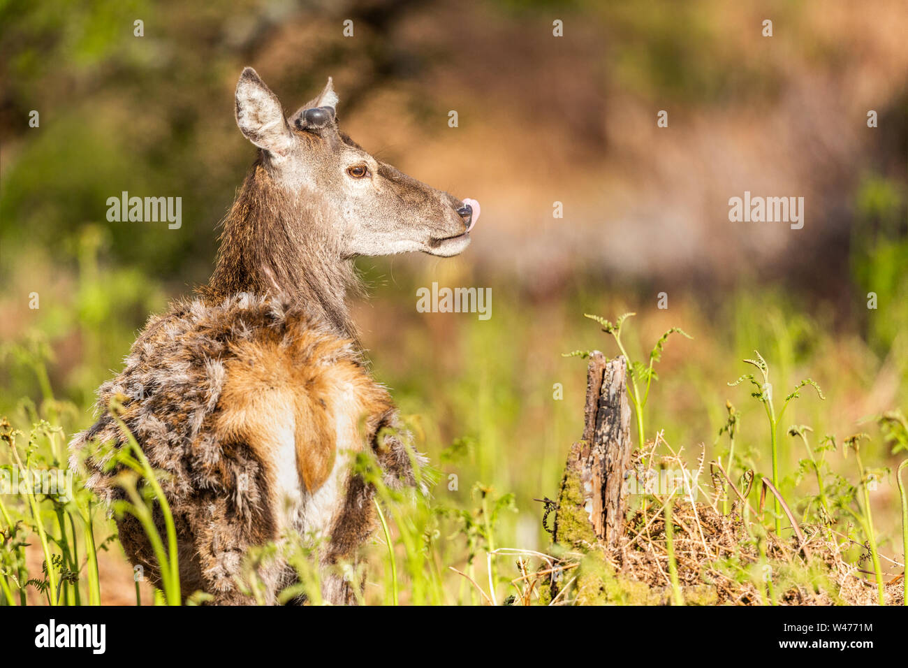 Red Deer, Applecross, Scotland, UK Stock Photo - Alamy