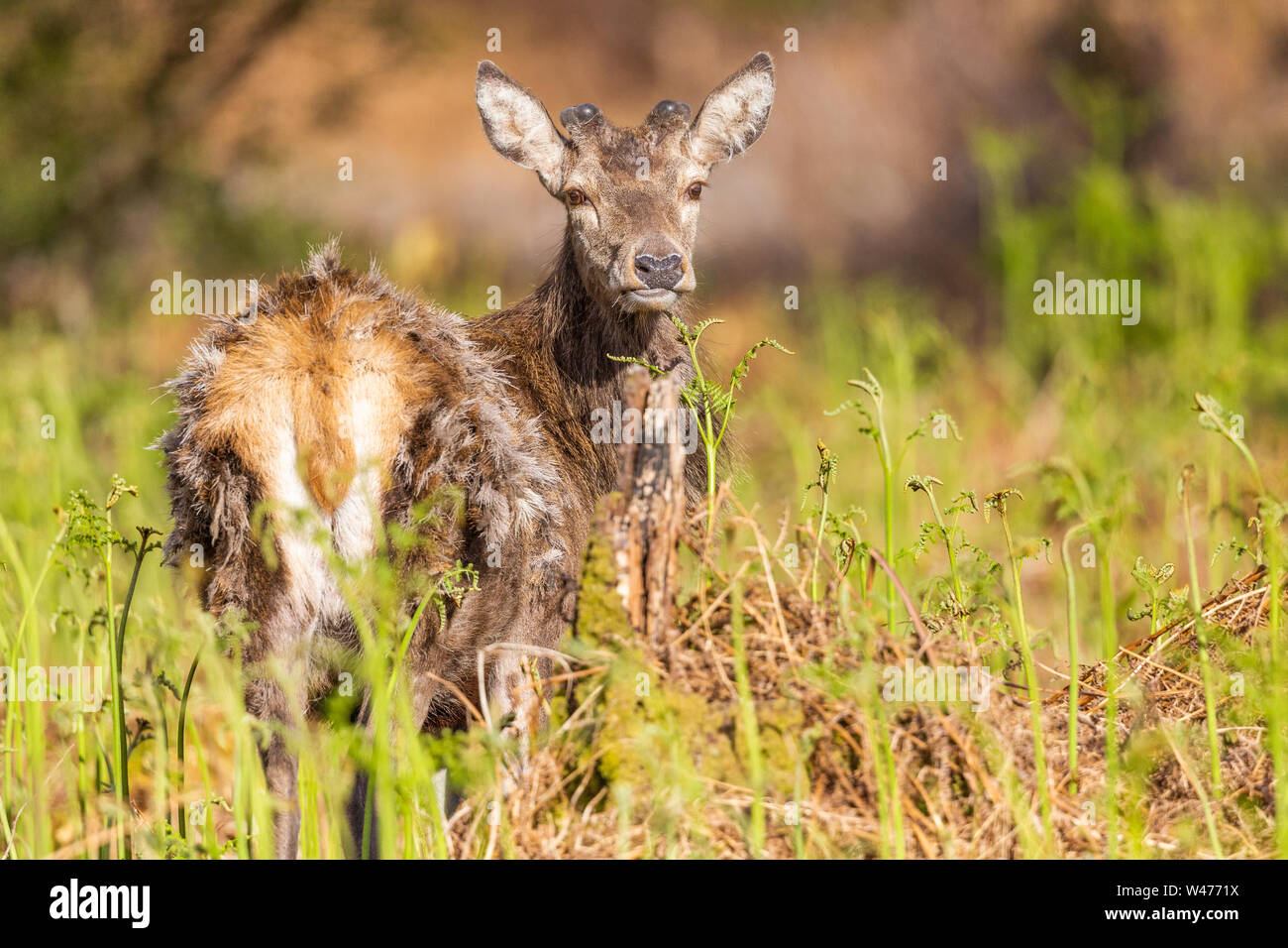 Red Deer, Applecross, Scotland, UK Stock Photo - Alamy