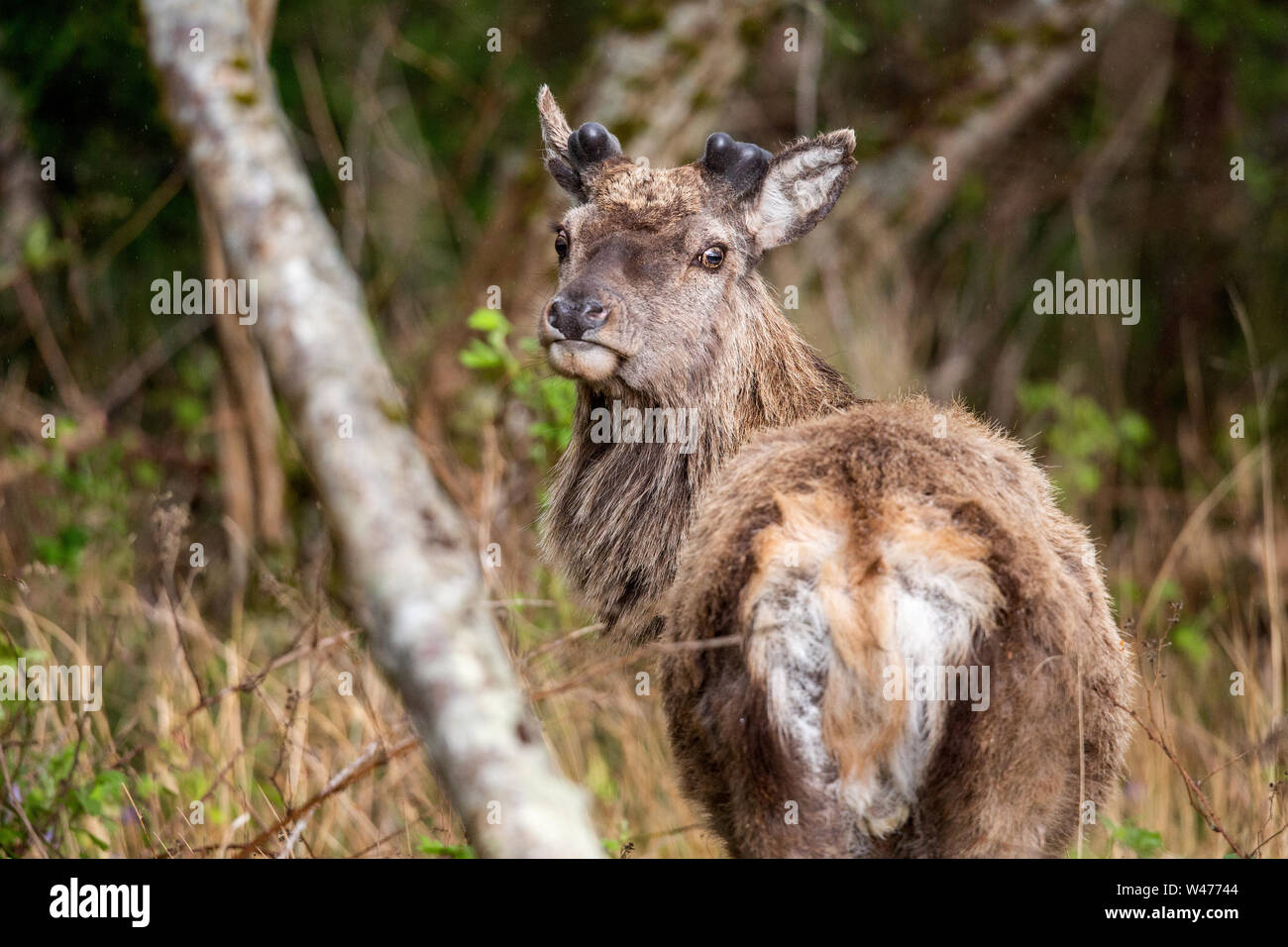 Red Deer, Applecross, Scotland, UK Stock Photo - Alamy