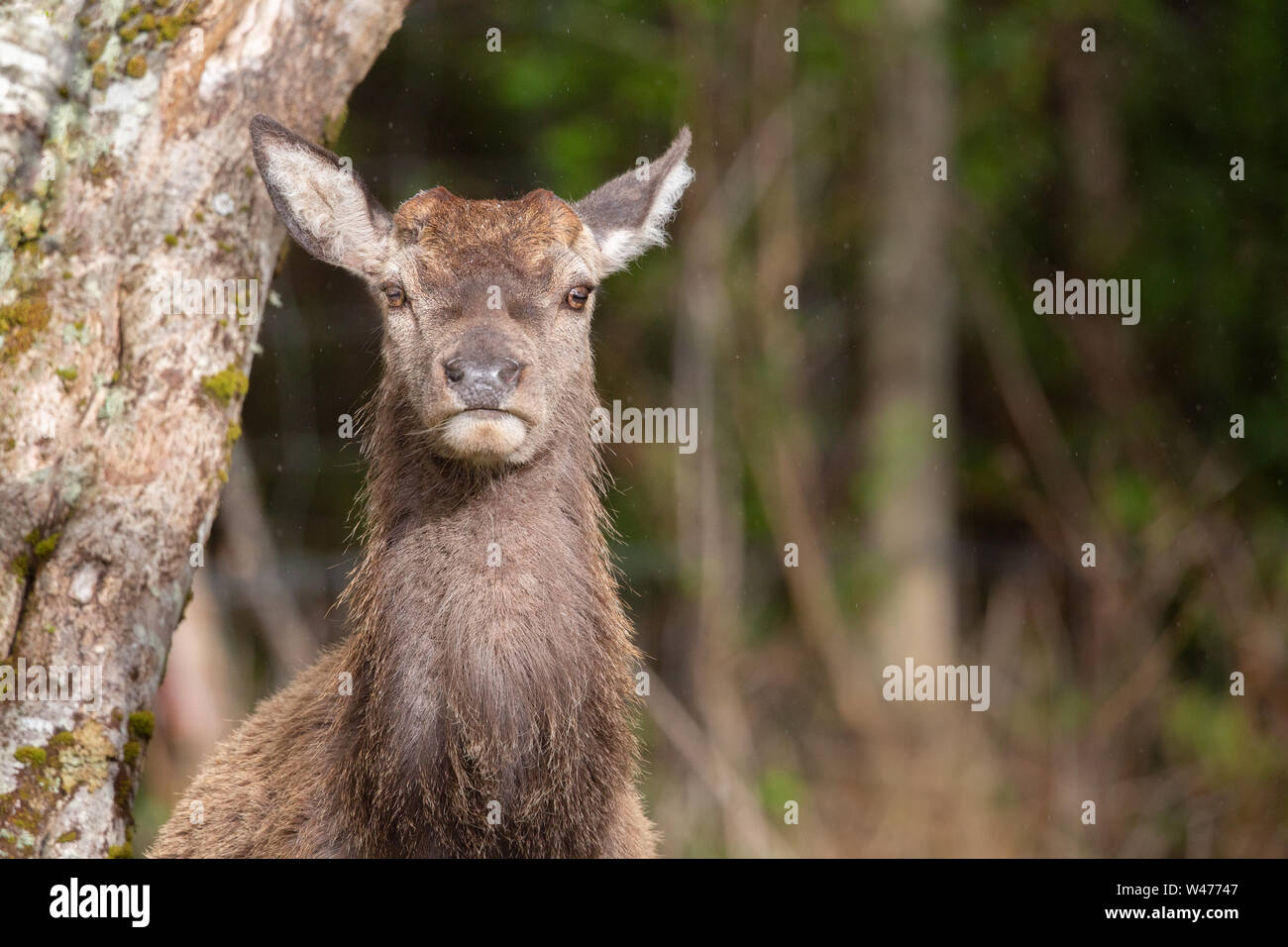 Red Deer, Applecross, Scotland, UK Stock Photo - Alamy