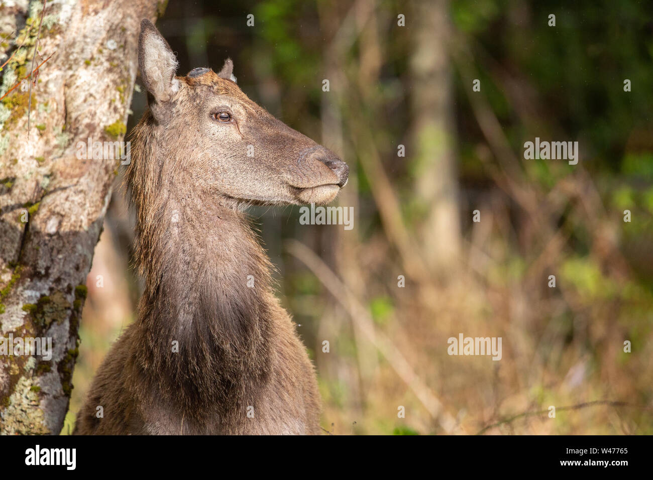 Red Deer, Applecross, Scotland, UK Stock Photo - Alamy