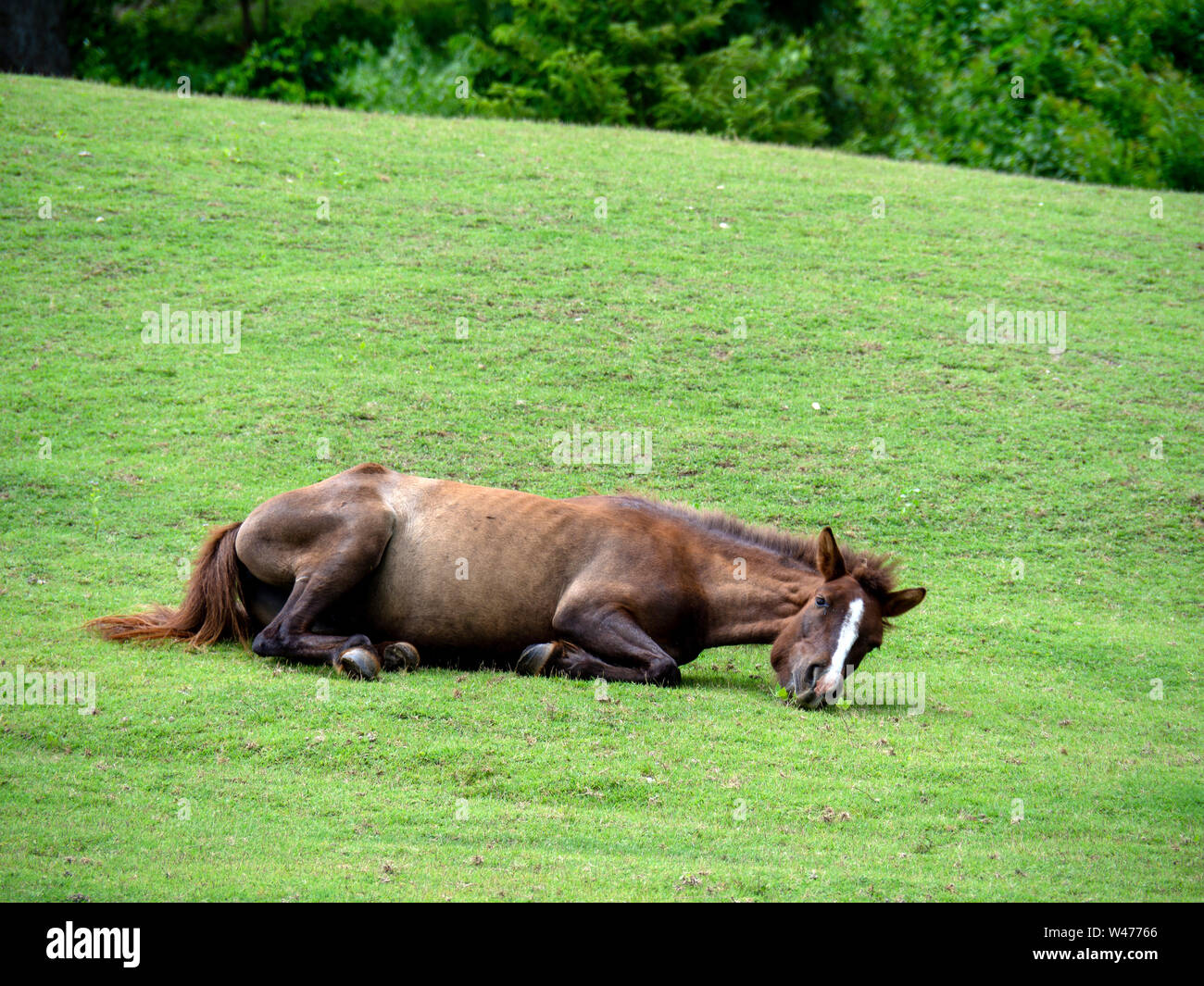 Horse rolling grass hi-res stock photography and images - Alamy