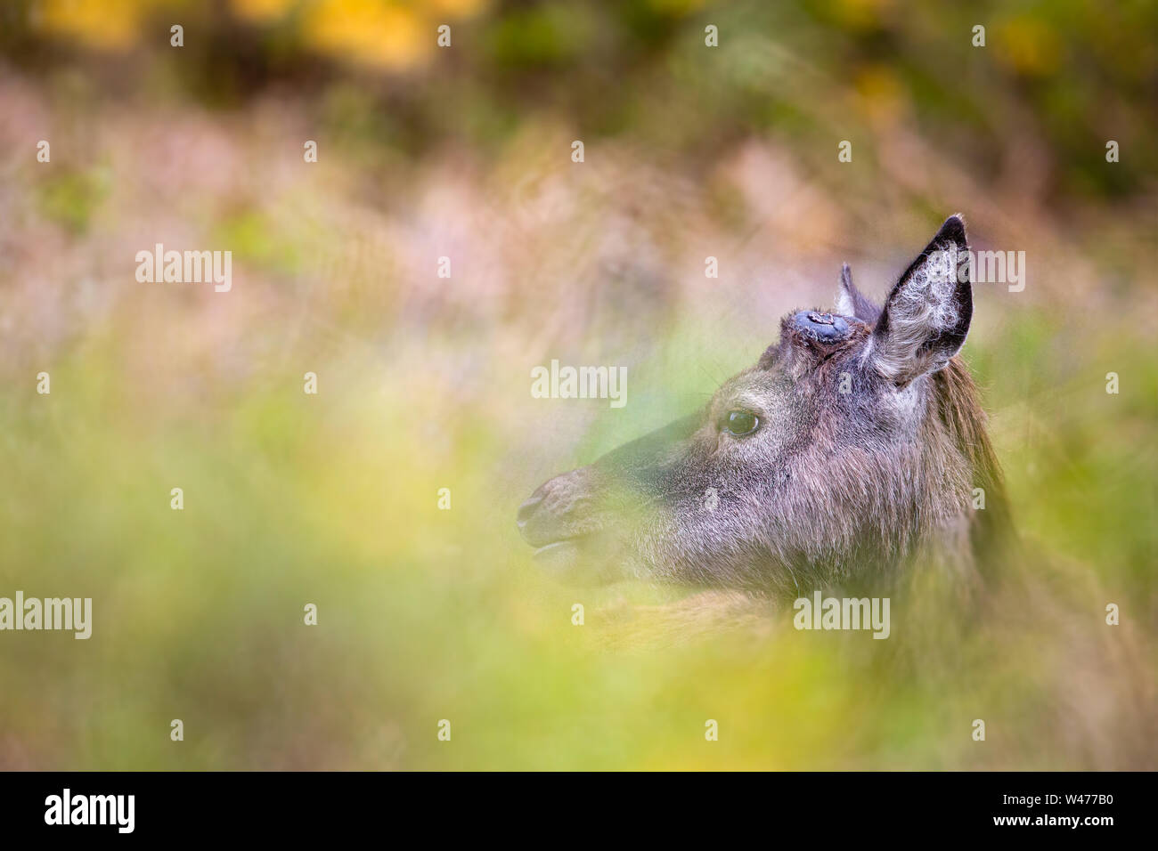 Red Deer, Applecross, Scotland, UK Stock Photo - Alamy