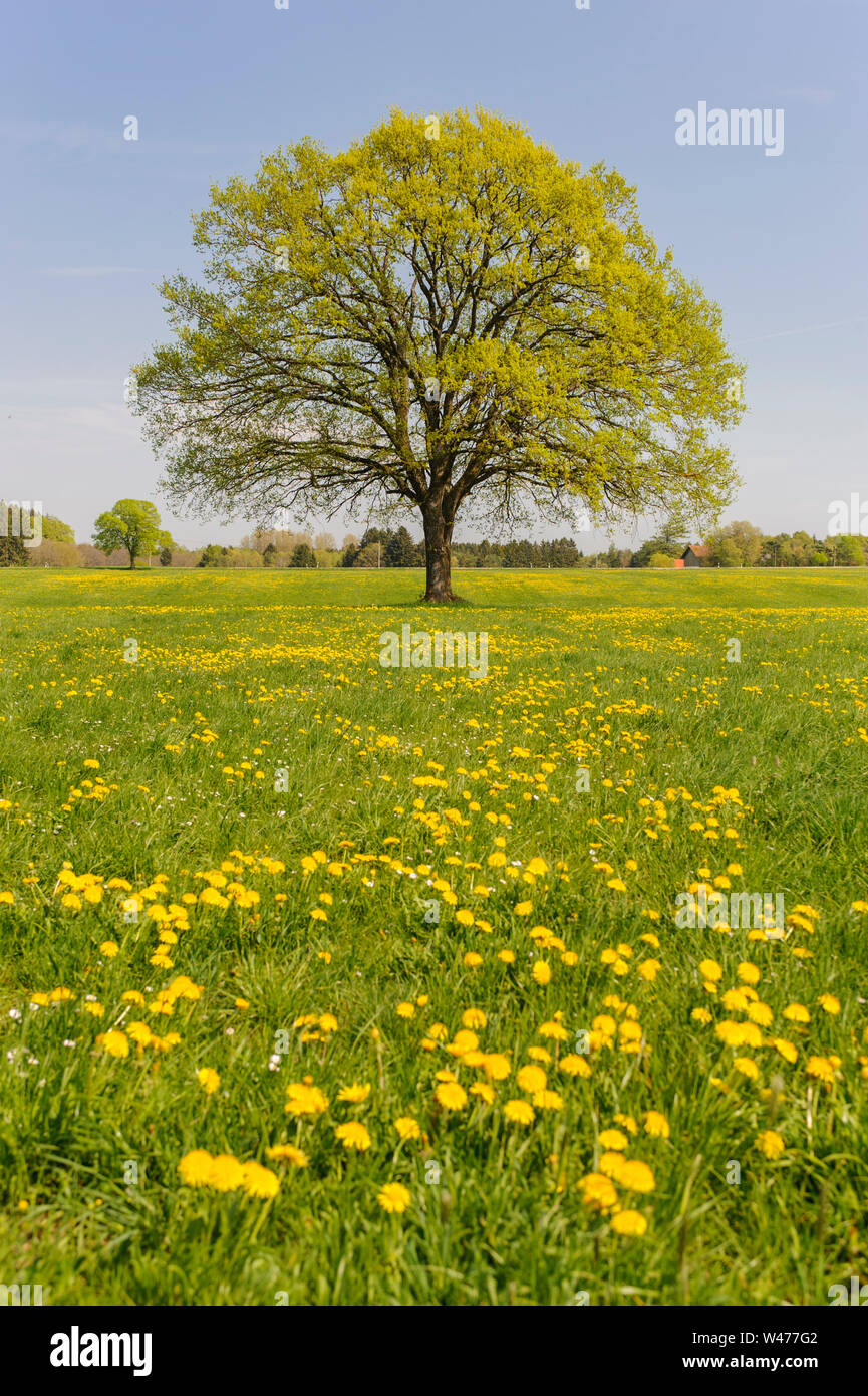 single linden tree in meadow at spring Stock Photo - Alamy