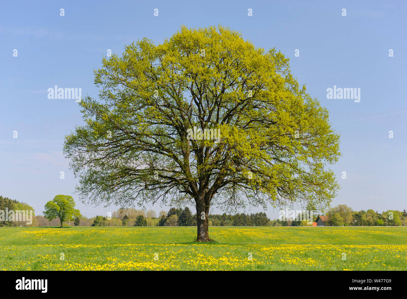 single linden tree in meadow at spring Stock Photo - Alamy