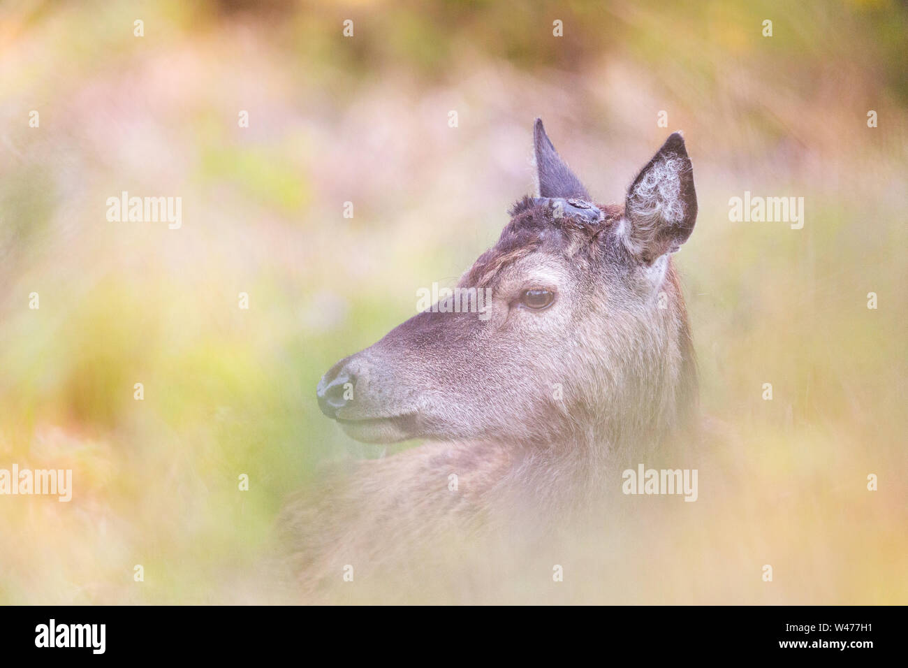 Red Deer, Applecross, Scotland, UK Stock Photo - Alamy