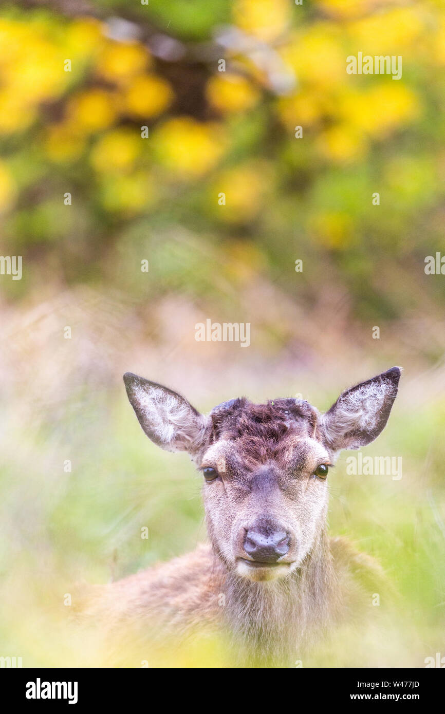 North west highlands scotland red deer hi-res stock photography and ...