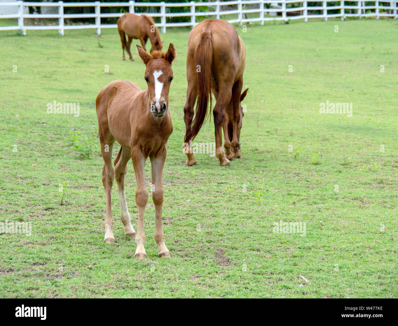 Horse on lawn, grazing land for horses, Foal Stock Photo - Alamy
