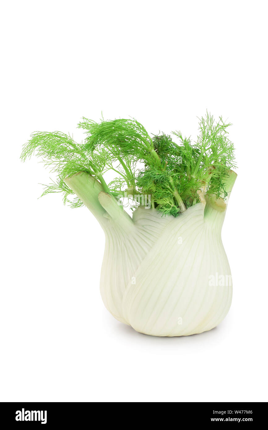 Fennel Bulb. Single fresh fennel bulb with leaves on white background ...