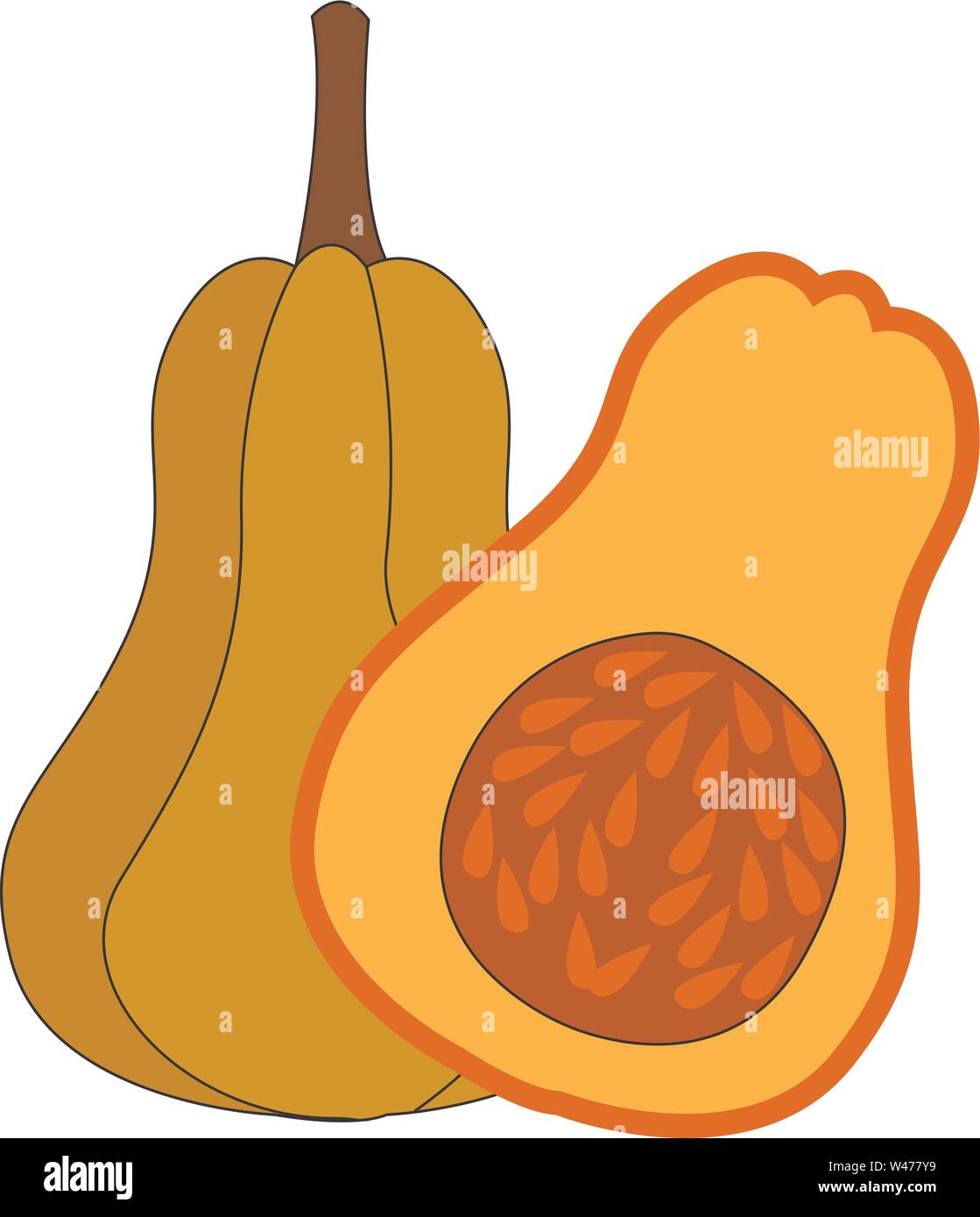 Pumpkin cut in half, illustration, vector on white background Stock ...