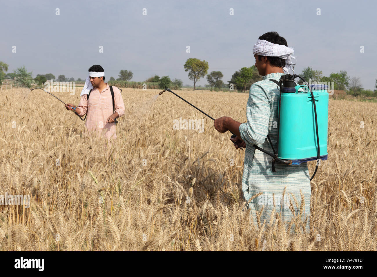 Farmer spraying pesticide on wheat crop Stock Photo - Alamy