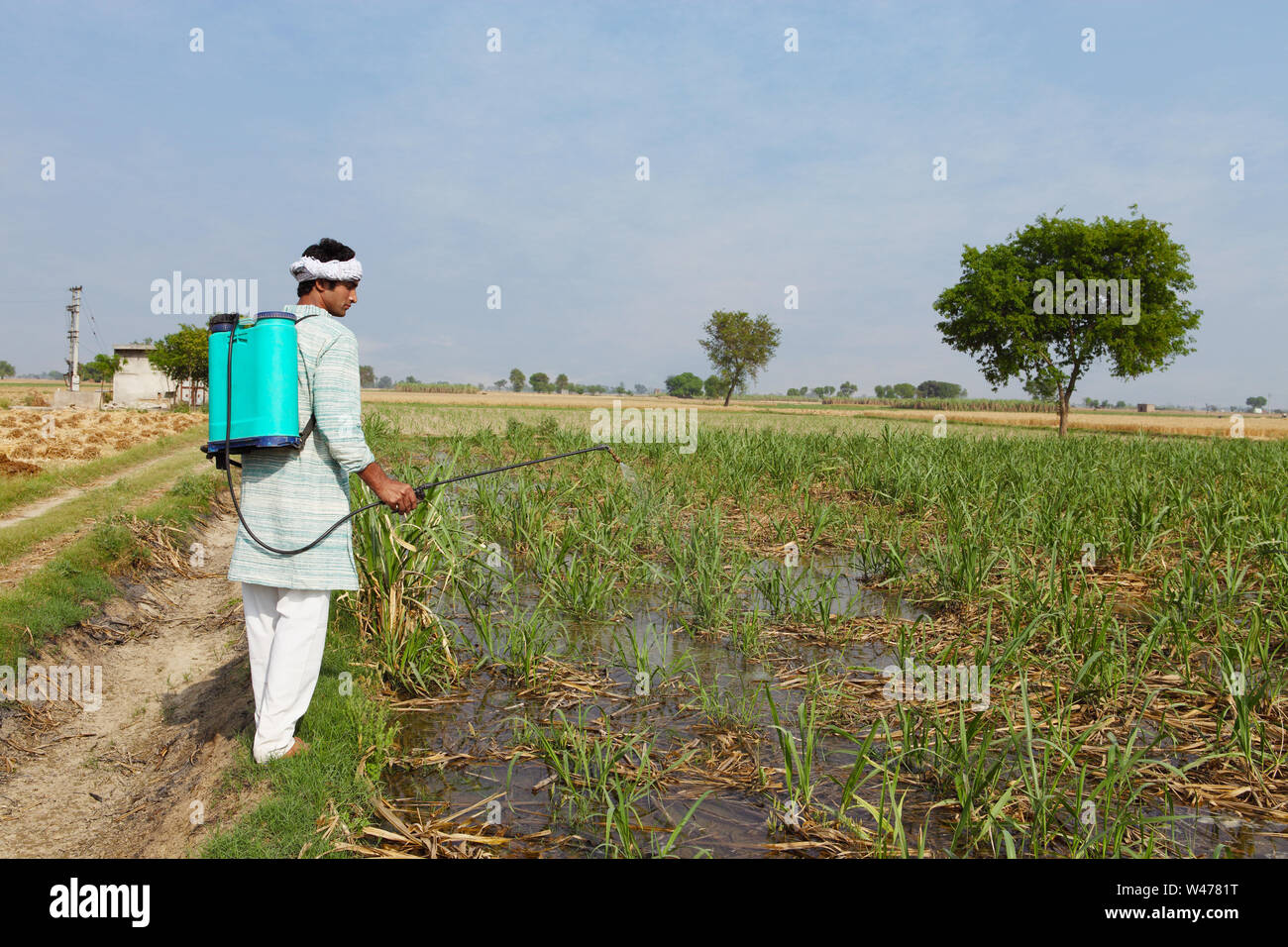 Farmer spraying pesticide on crop Stock Photo - Alamy