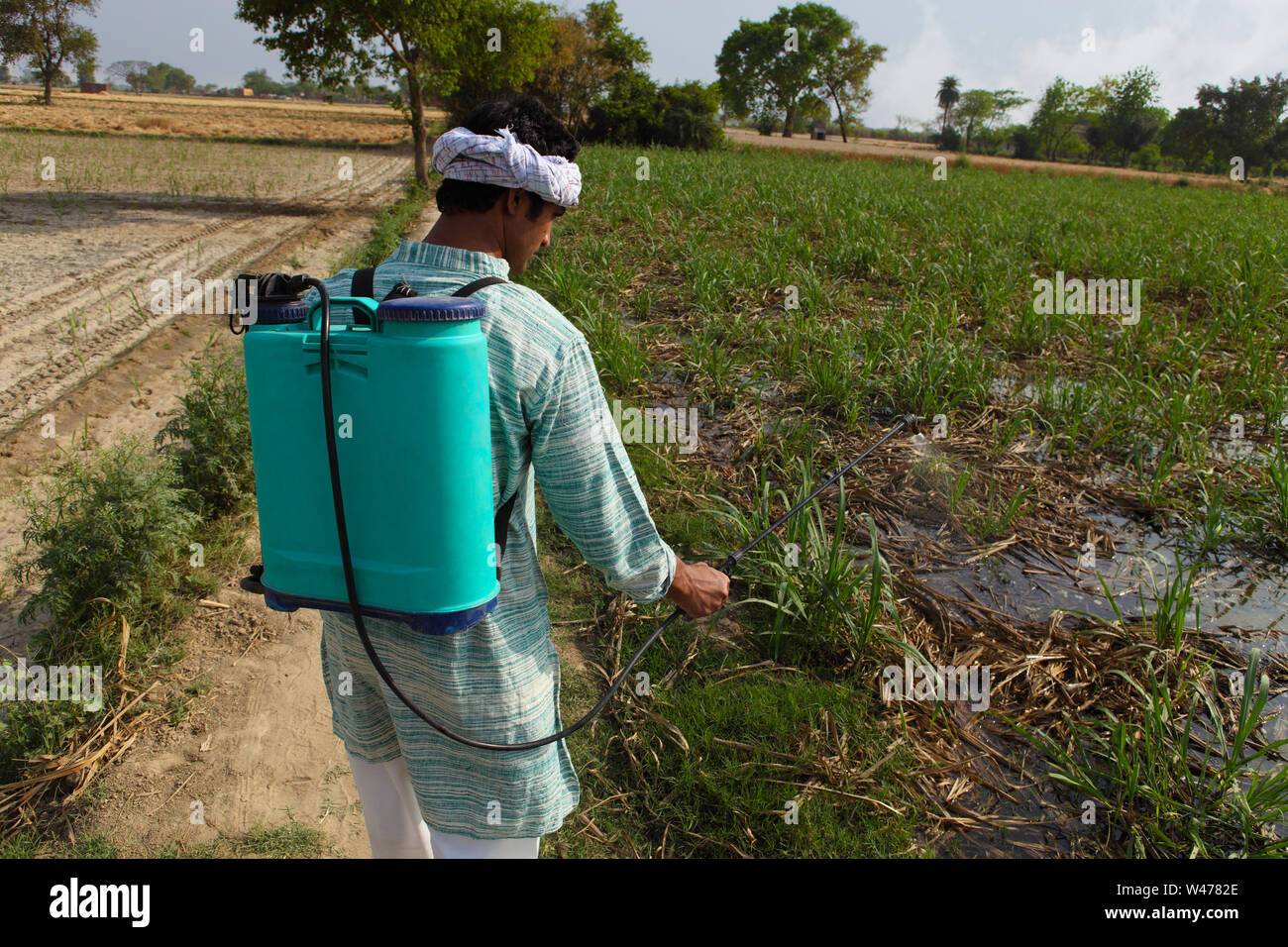 Farmer spraying pesticide on crop Stock Photo - Alamy