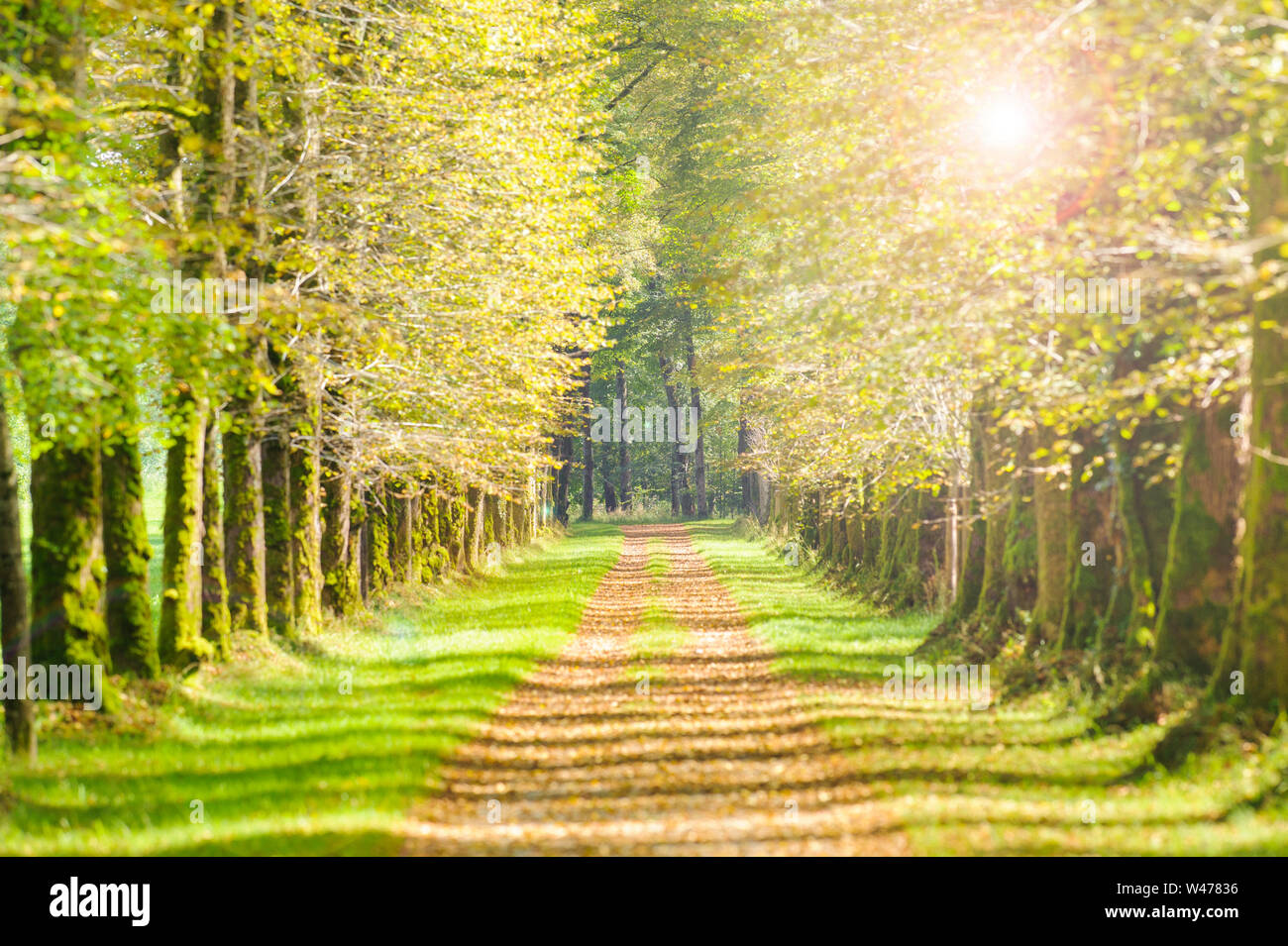 tree-lined avenue with sun and footpath Stock Photo - Alamy