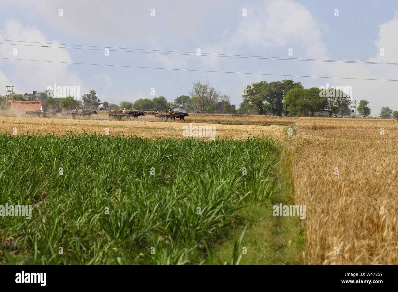 Crop in a field Stock Photo - Alamy
