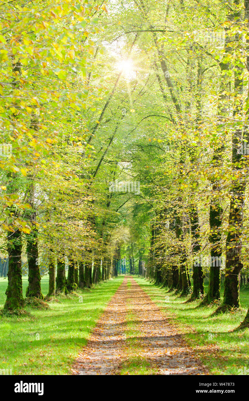 tree-lined avenue with sun and footpath Stock Photo - Alamy