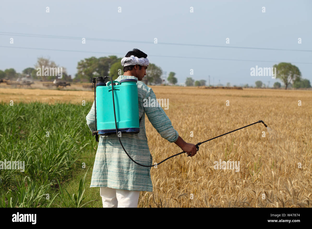 Farmer spraying pesticide on wheat crop Stock Photo - Alamy