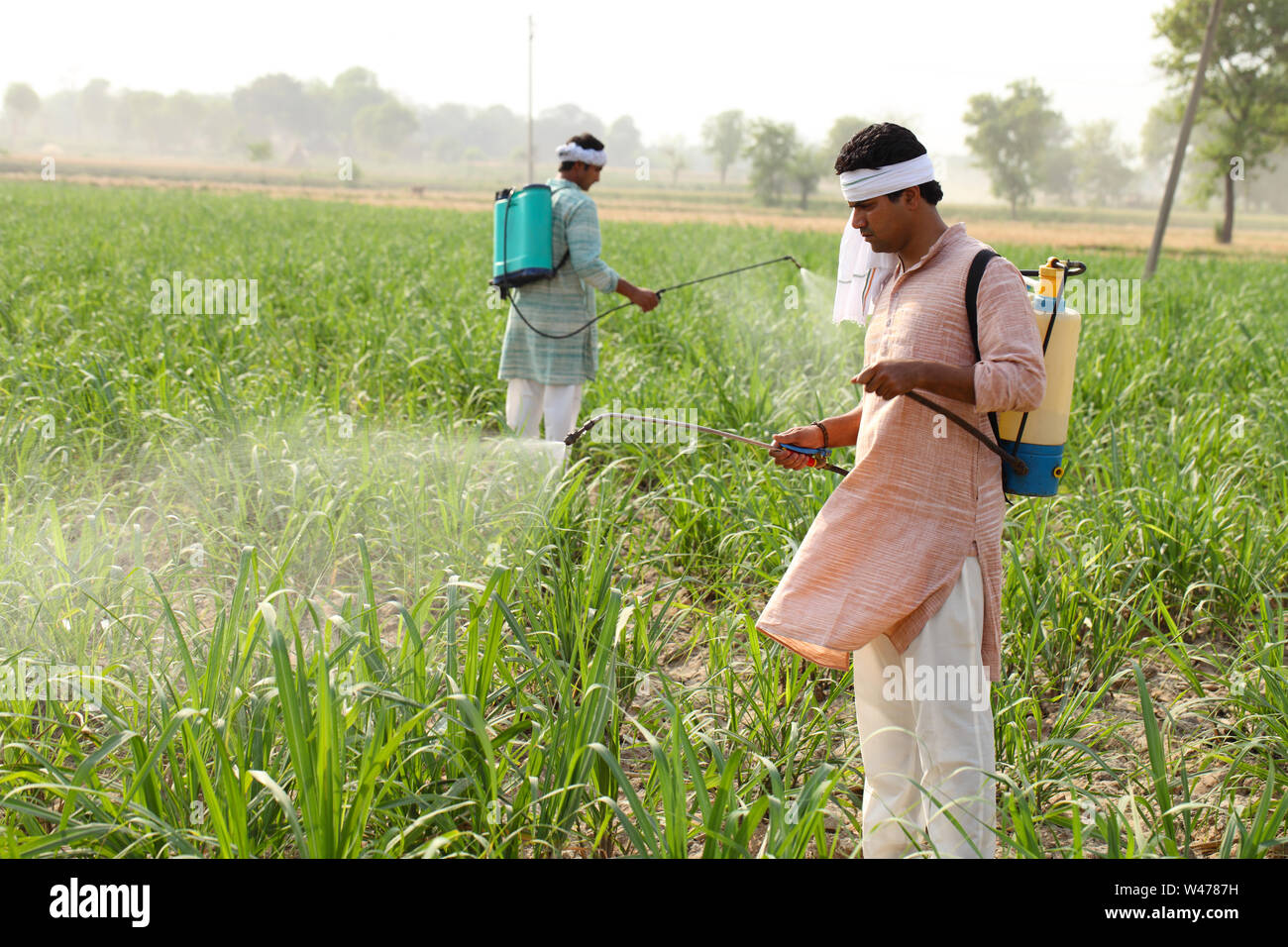 Farmer spraying pesticide on crop Stock Photo - Alamy