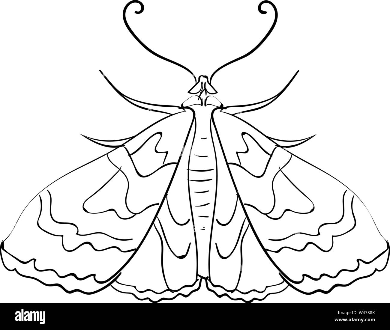 Moth sketch, illustration, vector on white background Stock Vector ...