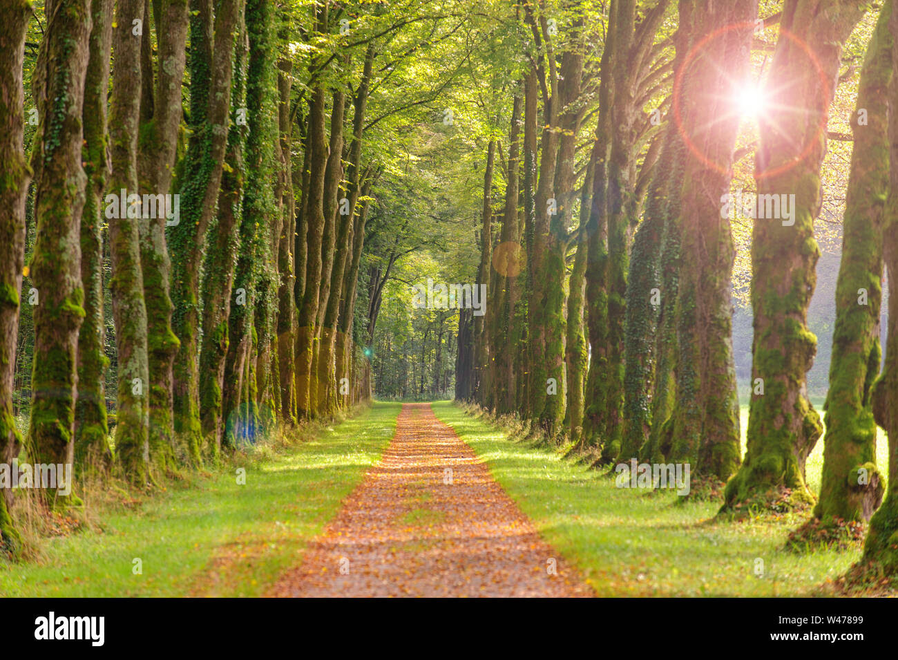 Tree lined path up hi-res stock photography and images - Alamy