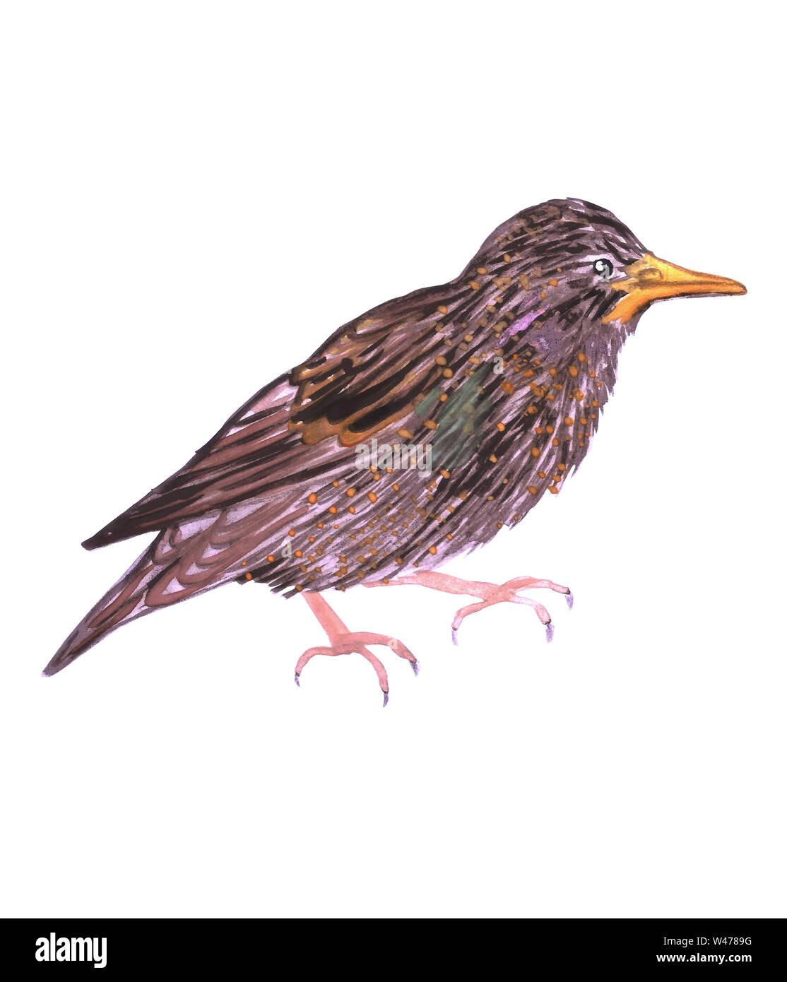 Starling on the hand Cut Out Stock Images & Pictures - Alamy